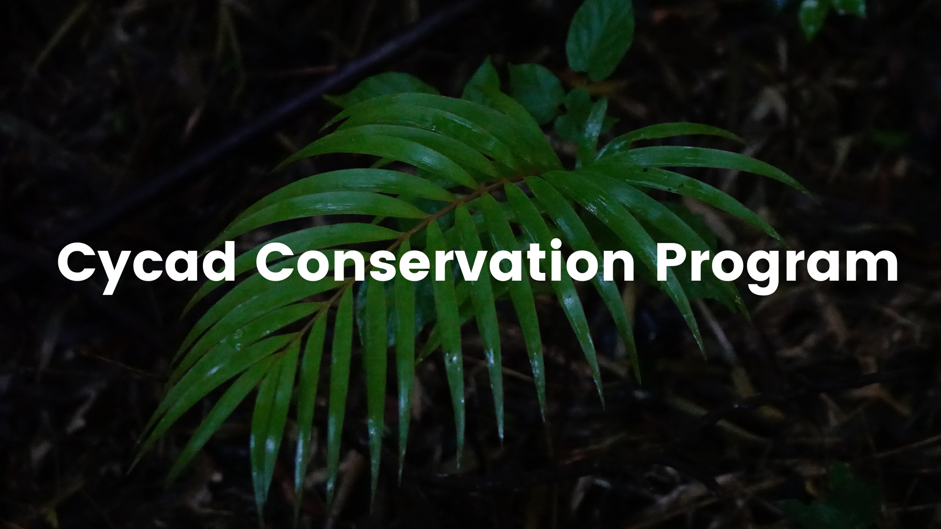 Cycad Conservation Program - Foncet